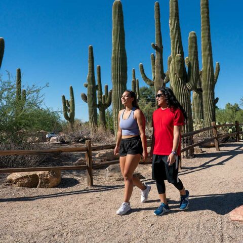 Riparian Preserve at Water Ranch - Important Bird Area - Discover Gilbert