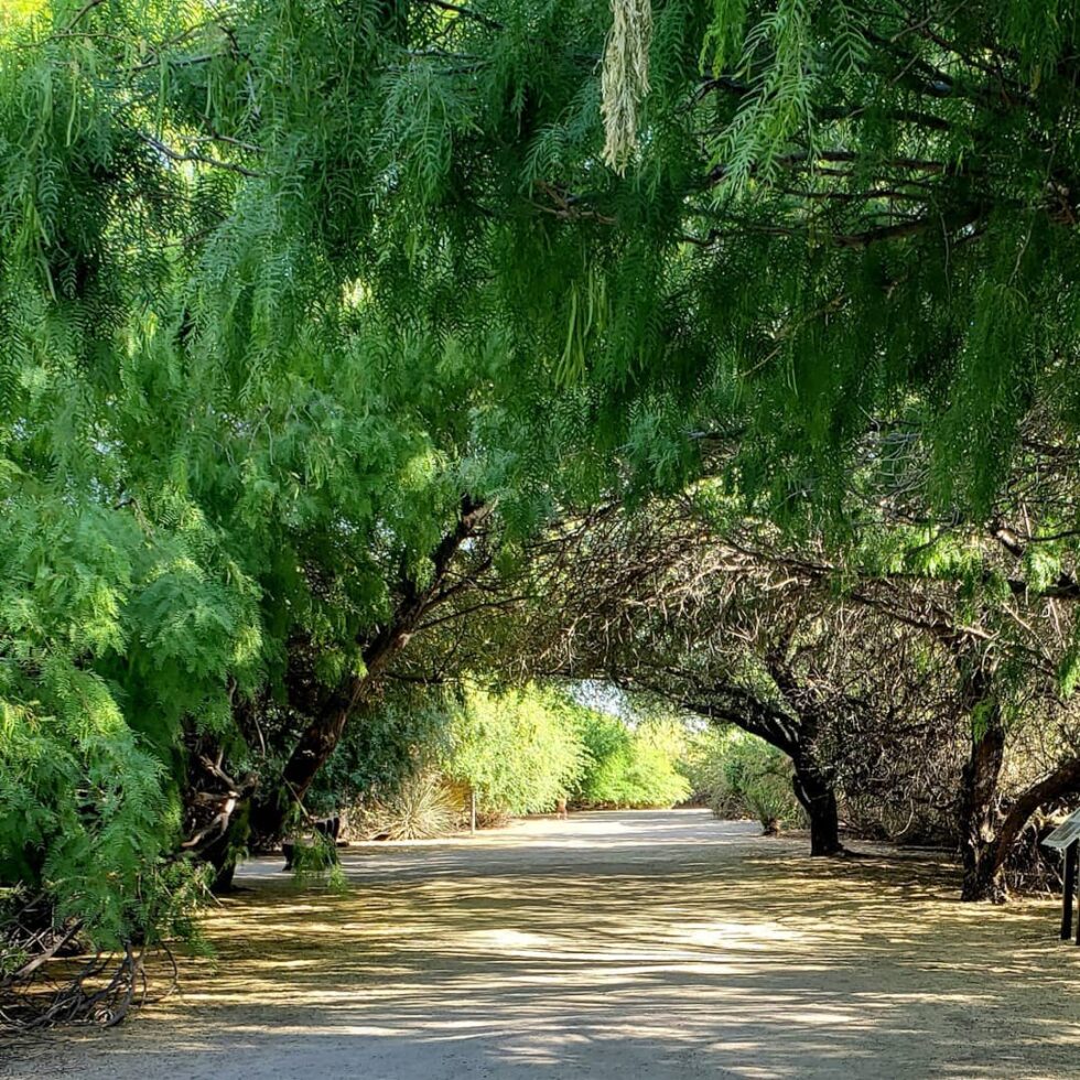 Riparian Preserve at Water Ranch - Important Bird Area - Discover Gilbert